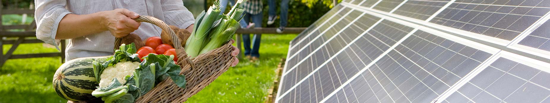 Solar Panels for Vegetable Farming Mauritius | Agrivoltaic Guide 2025